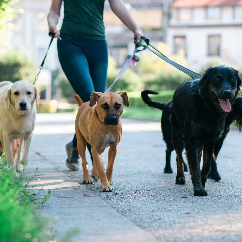 5 Reasons to Hire a Dog Walker - Just Around The Corner Pet Sitting